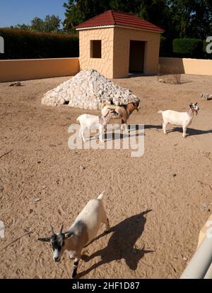 African pigmy goats, Capra hircus, in an enclosure, Al Areen Wildlife ...