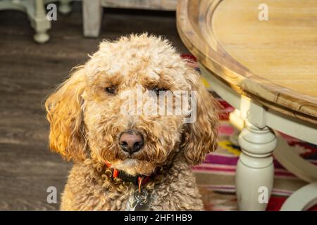 Australian Labradoodle is a mix between the Labrador Retriever, Poodle ...
