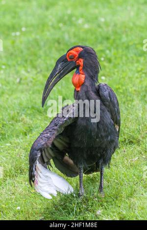 The southern ground hornbill bird, Latin name Bucorvus leadbeateri ...