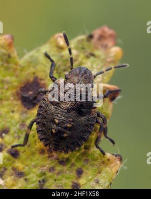 Early instar nymph of Forest Shieldbug (Pentatoma rufipes) sitting on ...