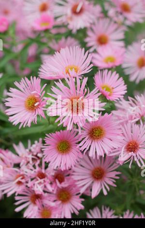 Symphyotrichum novae-angliae 'Harrington's Pink'. Harrington's Pink New ...