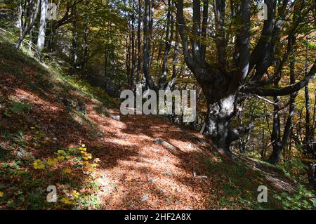 Autmn hiking on Bobobac, Bosnia and Herzegovina Stock Photo - Alamy