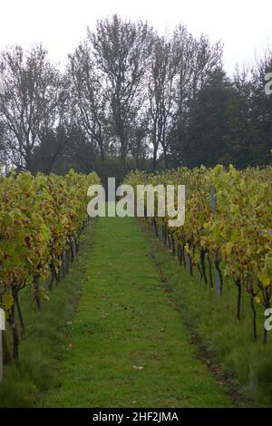 View of Nutbourne Vineyard in West Sussex, England, UK Stock Photo - Alamy