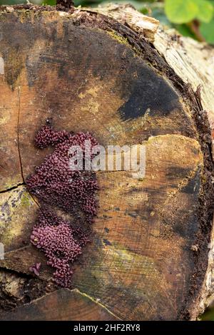 Small pea-like black fungi on tree stump, patterns and textures formed ...