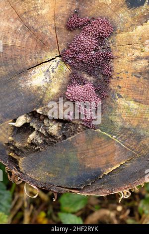 Small pea-like black fungi on tree stump, patterns and textures formed ...