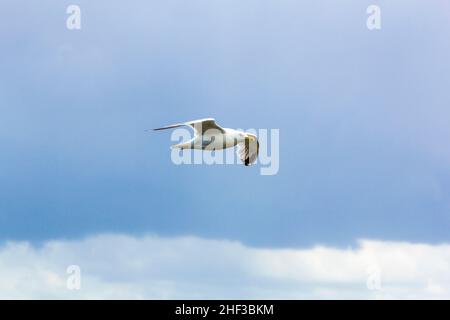 one pigeon flying under deep dark sky Stock Photo - Alamy