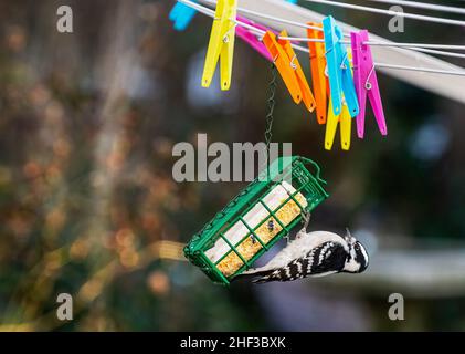 Downy woodpecker in Backyard habitat Stock Photo - Alamy