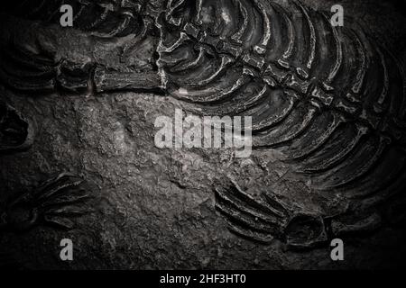 top view dinosaur skeleton fossil of the craw with details Stock Photo ...