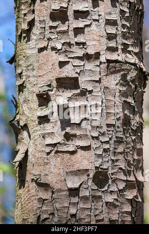 Background, texture of brown acacia bark, close-up with a beautiful ...