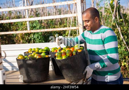 Farmer loads buckets of tomatoes from car Stock Photo - Alamy