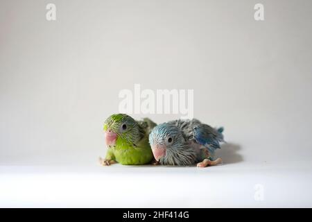 Pastel Blue Forpus Bird on White background Stock Photo - Alamy