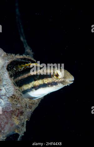 Shorthead Sabretooth Blenny (Petroscirtes breviceps) adult, swimming ...