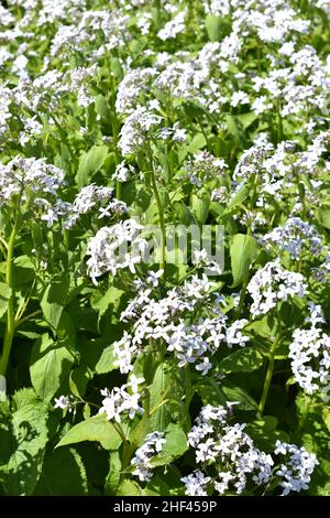 Perennial honesty, Lunaria rediviva, pale mauve flowers in late spring ...