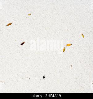 beautiful structures, lines at the beach with arrangement of leaves ...