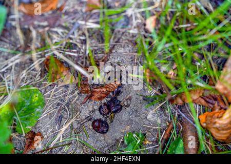 Earth wasps, in contrast to paper wasps, live in the ground ...