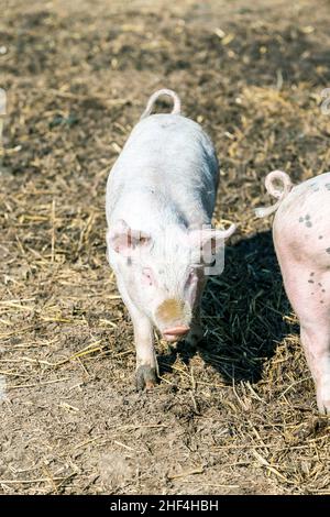 flock of pigs in a bio farm in Usedom Stock Photo - Alamy