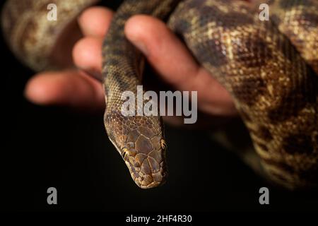 Stimson's python (Antaresia stimsoni) being held in hand Stock Photo ...