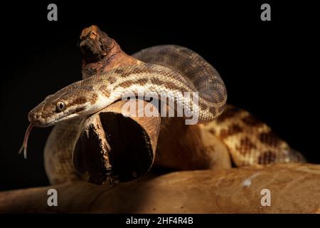 Stimson's python (Antaresia stimsoni) crawling over log Stock Photo - Alamy