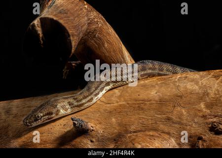 Stimson's python (Antaresia stimsoni) crawling over log Stock Photo - Alamy