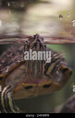 Cute painted box turtle enjoying his aquatic garden Stock Photo - Alamy