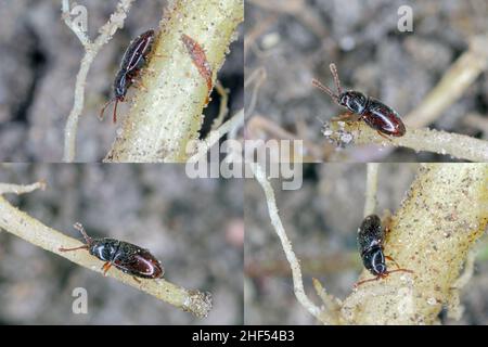 Pygmy mangold beetle - Atomaria linearis on the root of sugar beets. It ...