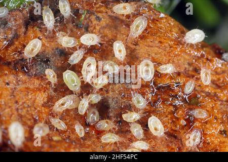 Magnification of tiny mites from Acaridae family Stock Photo - Alamy