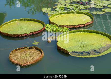 The king lotus, is a lotus of enormous size Stock Photo - Alamy