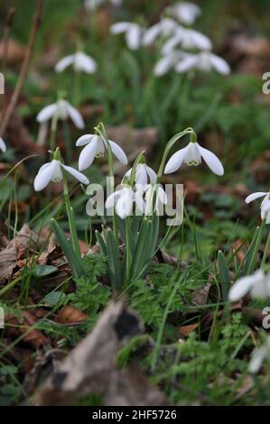 A clump of snow drops (Galanthus snowdrop) which are wide open in early ...