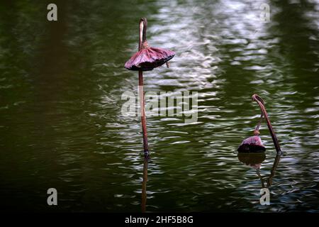 lotus tree in old age Stock Photo - Alamy