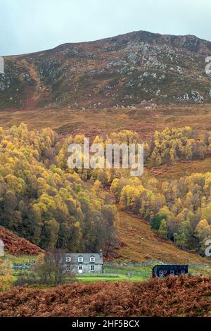 Autumn Birches Glen Cannich, Highlands Scotland Stock Photo - Alamy