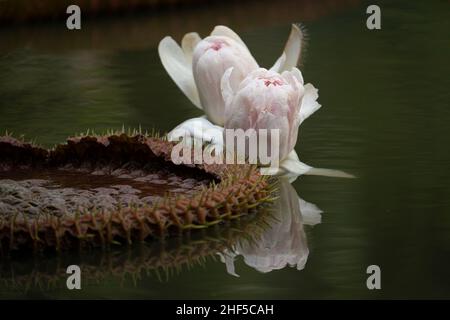 The king lotus, is a lotus of enormous size Stock Photo - Alamy