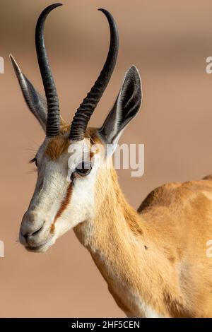 Springbok ewe, South Africa Stock Photo - Alamy