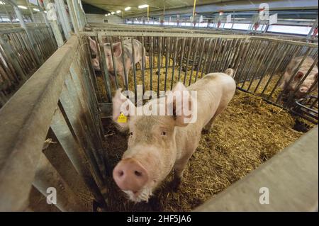 Hog breeding by artificial insemination Stock Photo - Alamy