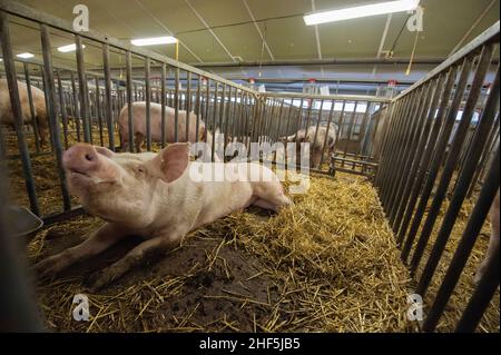 Hog breeding by artificial insemination Stock Photo - Alamy