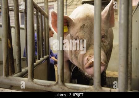 Hog breeding by artificial insemination Stock Photo - Alamy