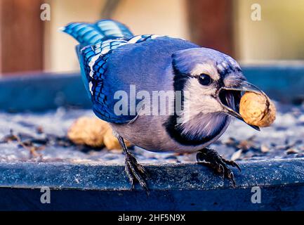 Bluejay finds a peanut on the bird house Stock Photo - Alamy