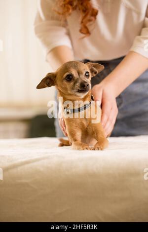 Reiki Master Healer Heals Animals in Reiki Stream Stock Photo - Alamy