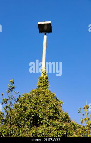 Lamp post covered with climbing Ivy (Hedera helix Stock Photo - Alamy