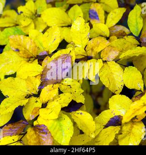 leaves in fog at the tree in indian summer colors in autumn Stock Photo ...