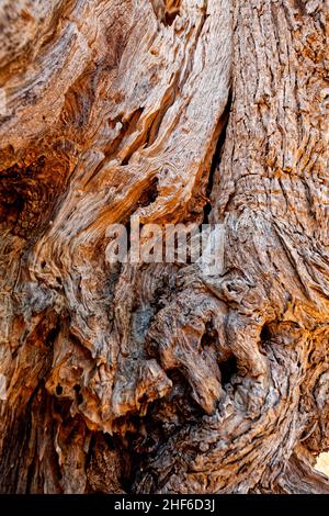 An old gnarled tree trunk growing in an ancient woodland in ...