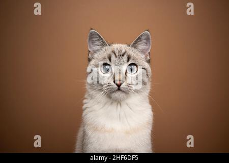 Cute Young Beige Tabby Cat Wearing Red and White Striped Bow Tie ...