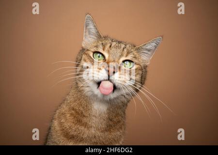 naughty cat sticking out tongue making funny face looking angry Stock ...