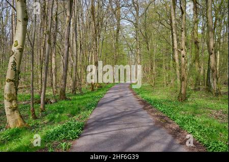 Hiking trail, wild garlic, alluvial forest, spring, Kinzig, Erlensee ...