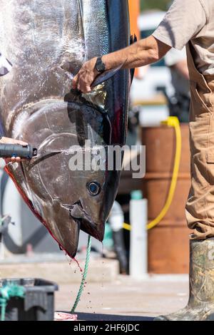 hanging skeleton of tuna fish Stock Photo - Alamy