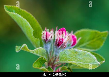 Spring apple blossom, inflorescence, close-up Stock Photo - Alamy
