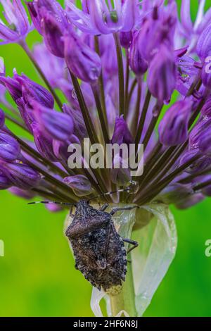 Bug on an onion head plant macro background Stock Photo - Alamy