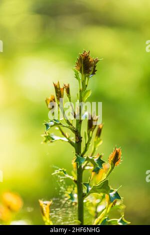 Young Palm Tree Sprouting in Lush Field Against Clear Sky Stock Photo ...