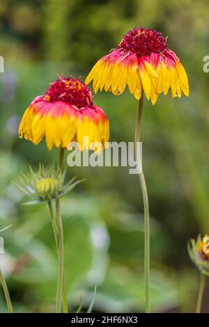 Cockade flower with dew drops in the garden Stock Photo - Alamy