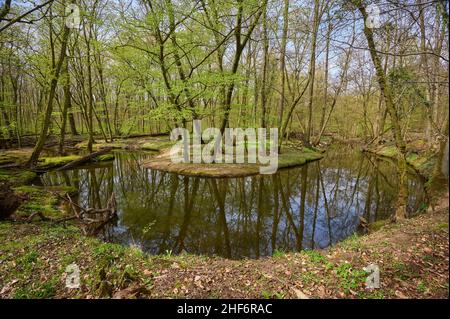 Alluvial forest, floodplain, spring, Kinzig, Erlensee, Hanau, Hesse ...