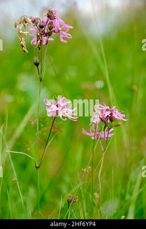 Pink wild carnation flowers - Dianthus species - under microscope ...